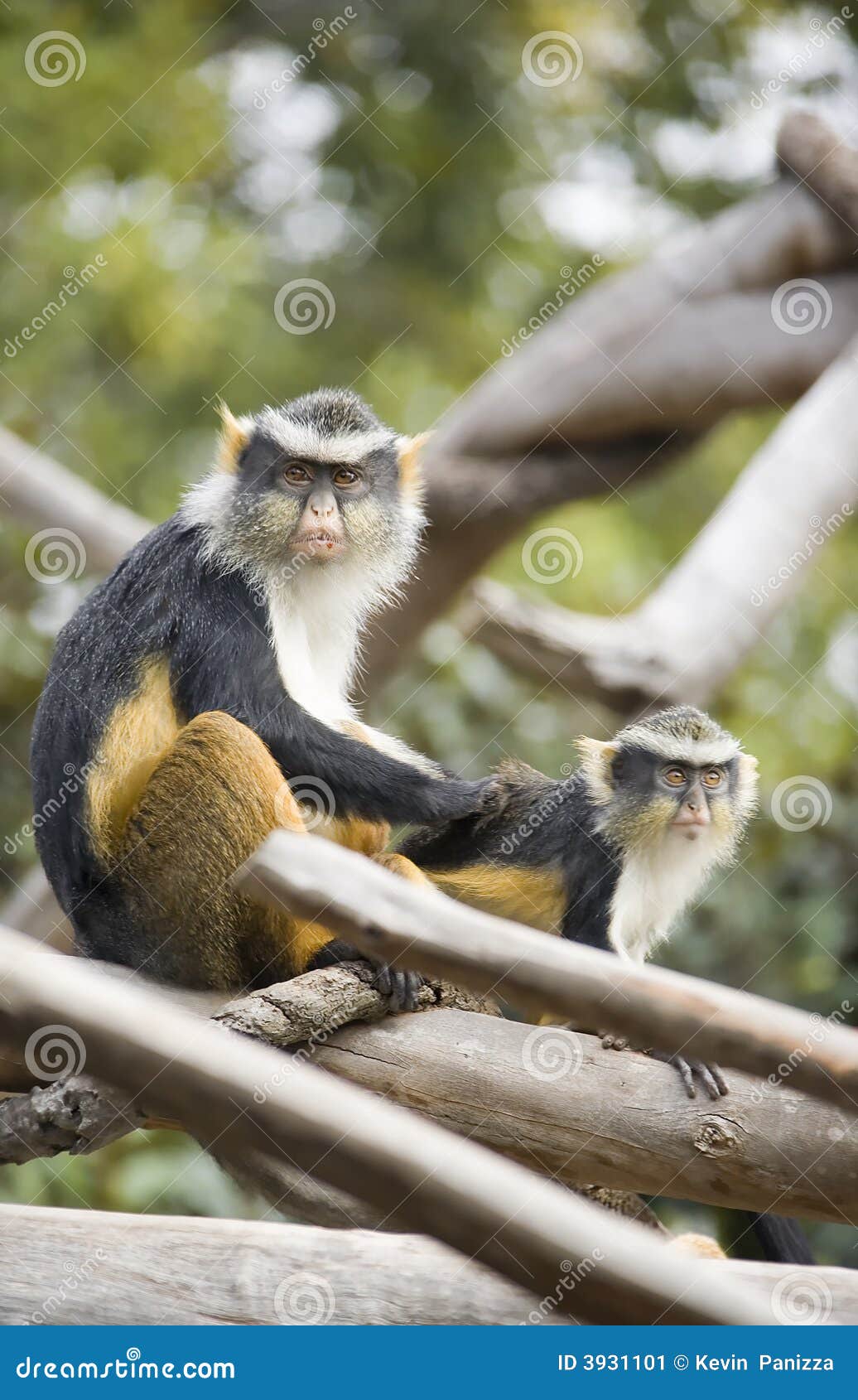 Monkeys Grooming with One Looking at the Camera. Stock Image - Image of ...