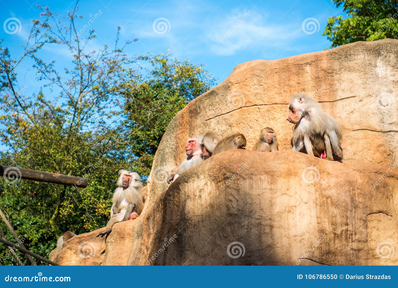 Monkeys Group in Cologne Zoo Stock Photo - Image of together, cologne ...