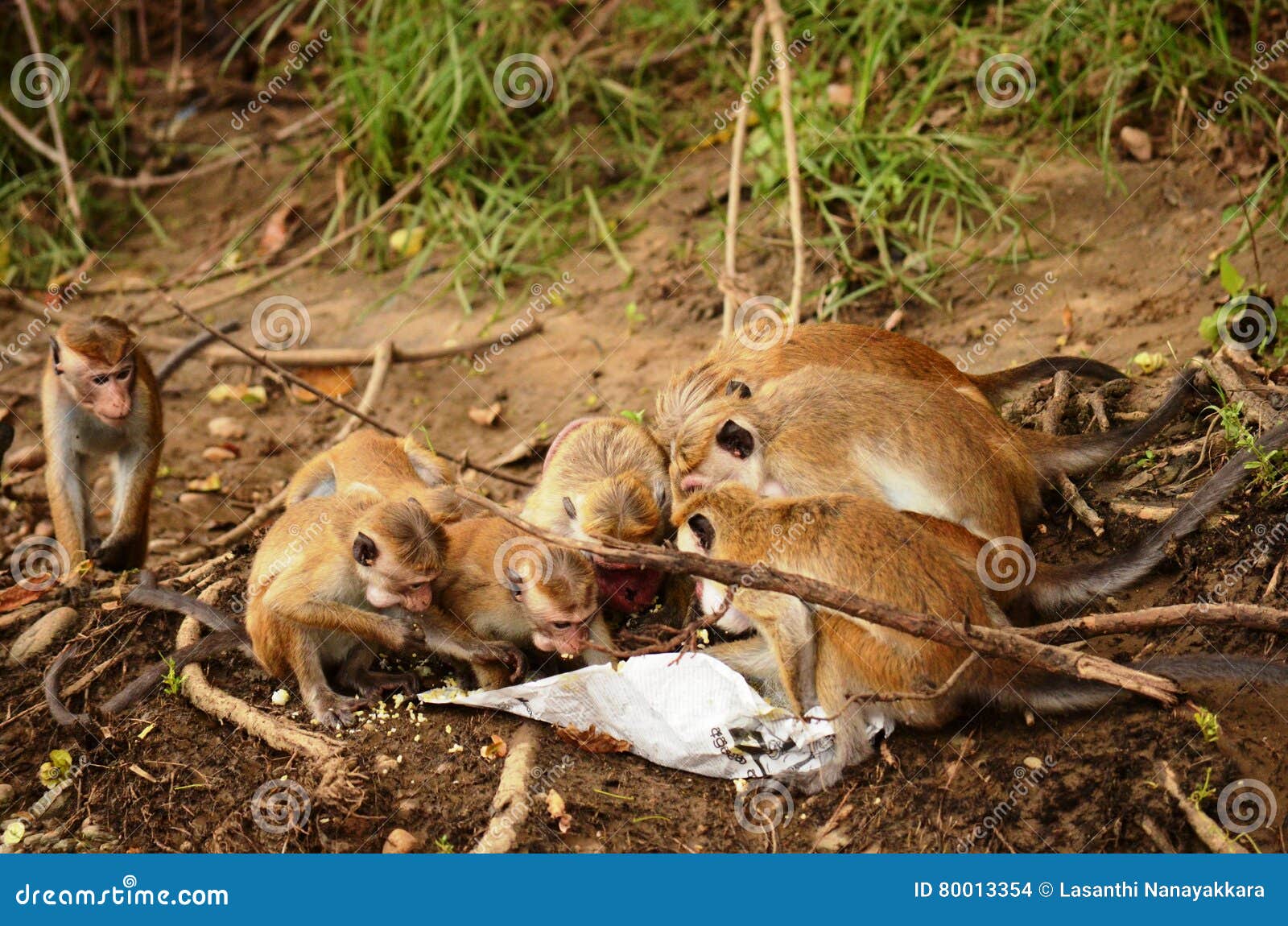 Monkeys stock photo. Image of monkeys, eating, wildlife - 80013354
