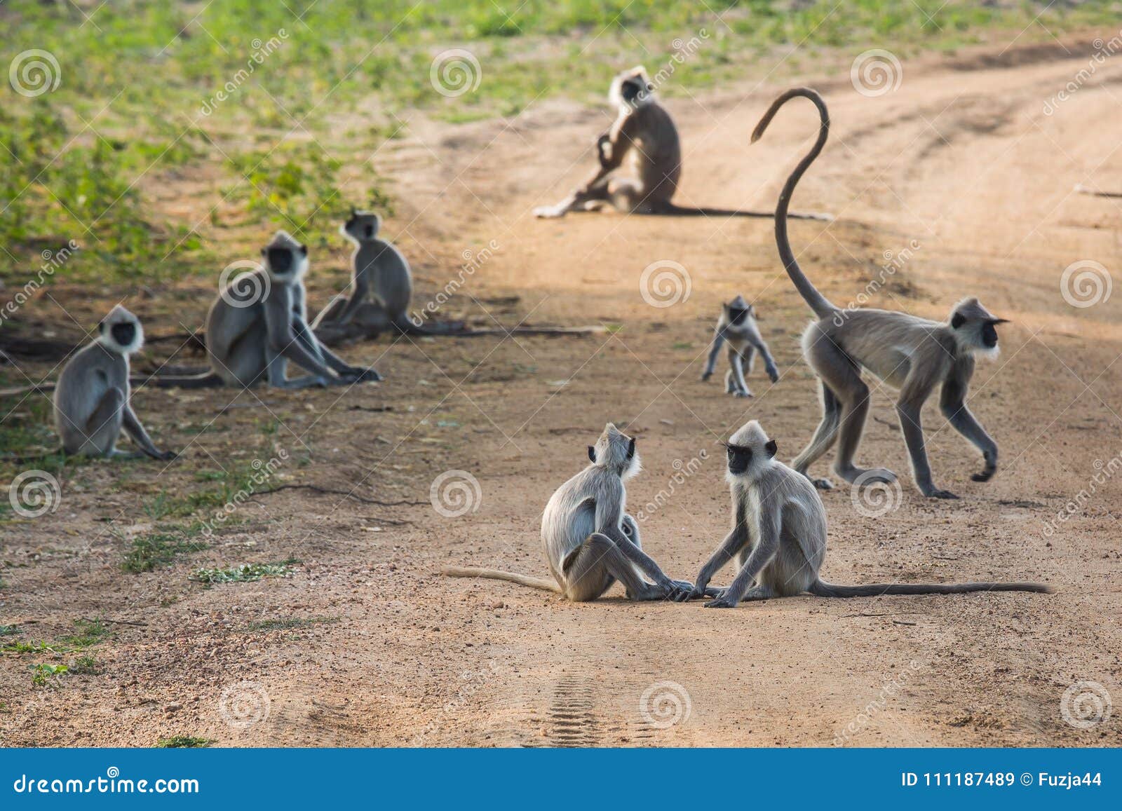 Monkeys group on the road. stock image. Image of park - 111187489