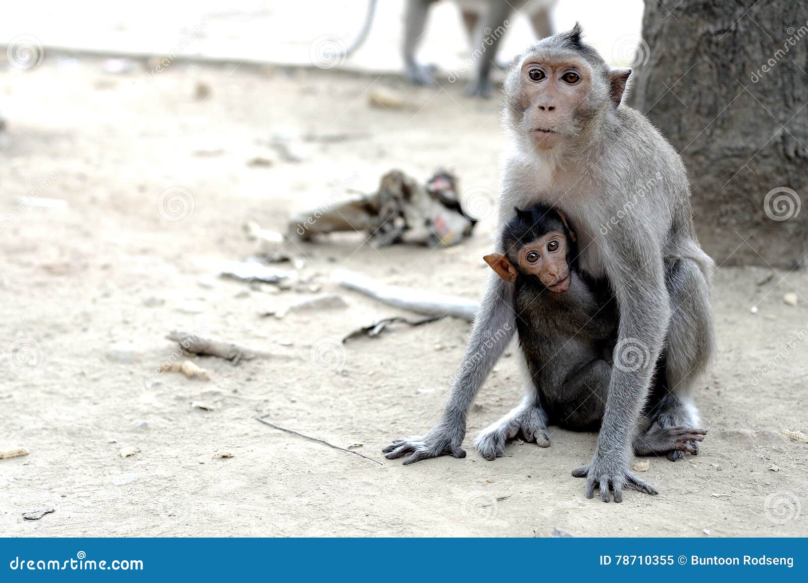 Monkeys Group Taking Food Natural Animal Stock Image - Image of ...