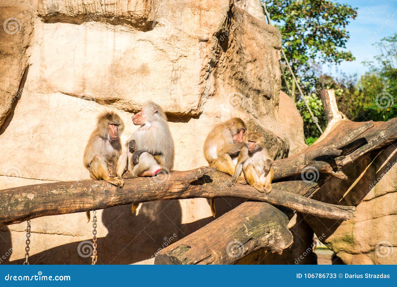 Monkeys Group in Cologne Zoo Stock Image - Image of jungle, animal ...