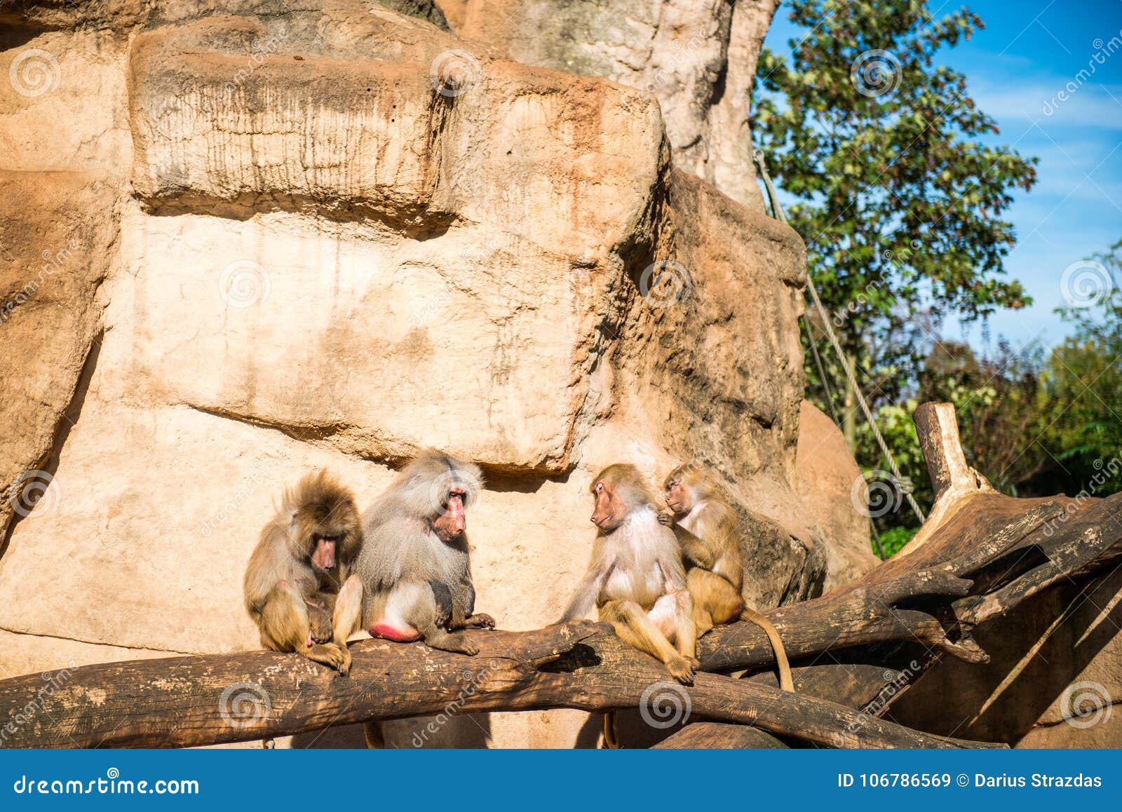 Monkeys group in a zoo stock image. Image of jungle - 106786569