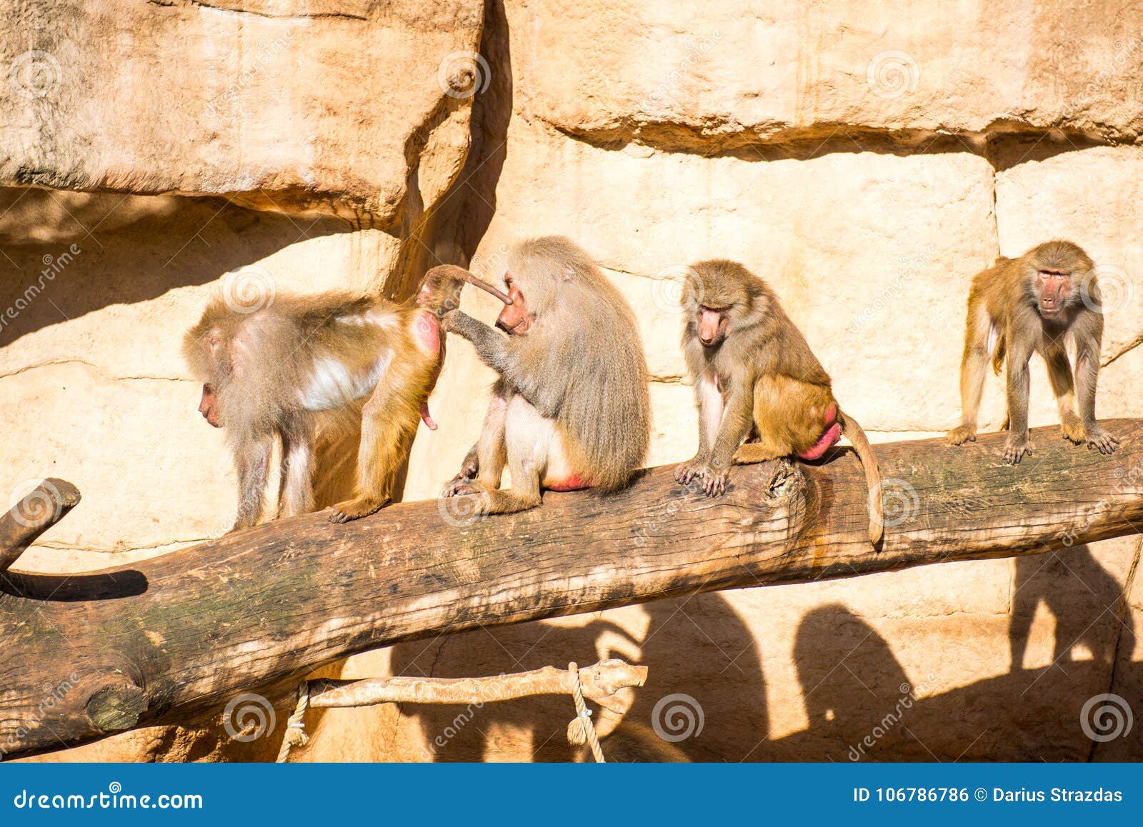 Monkeys group in a zoo stock photo. Image of cute, living - 106786786