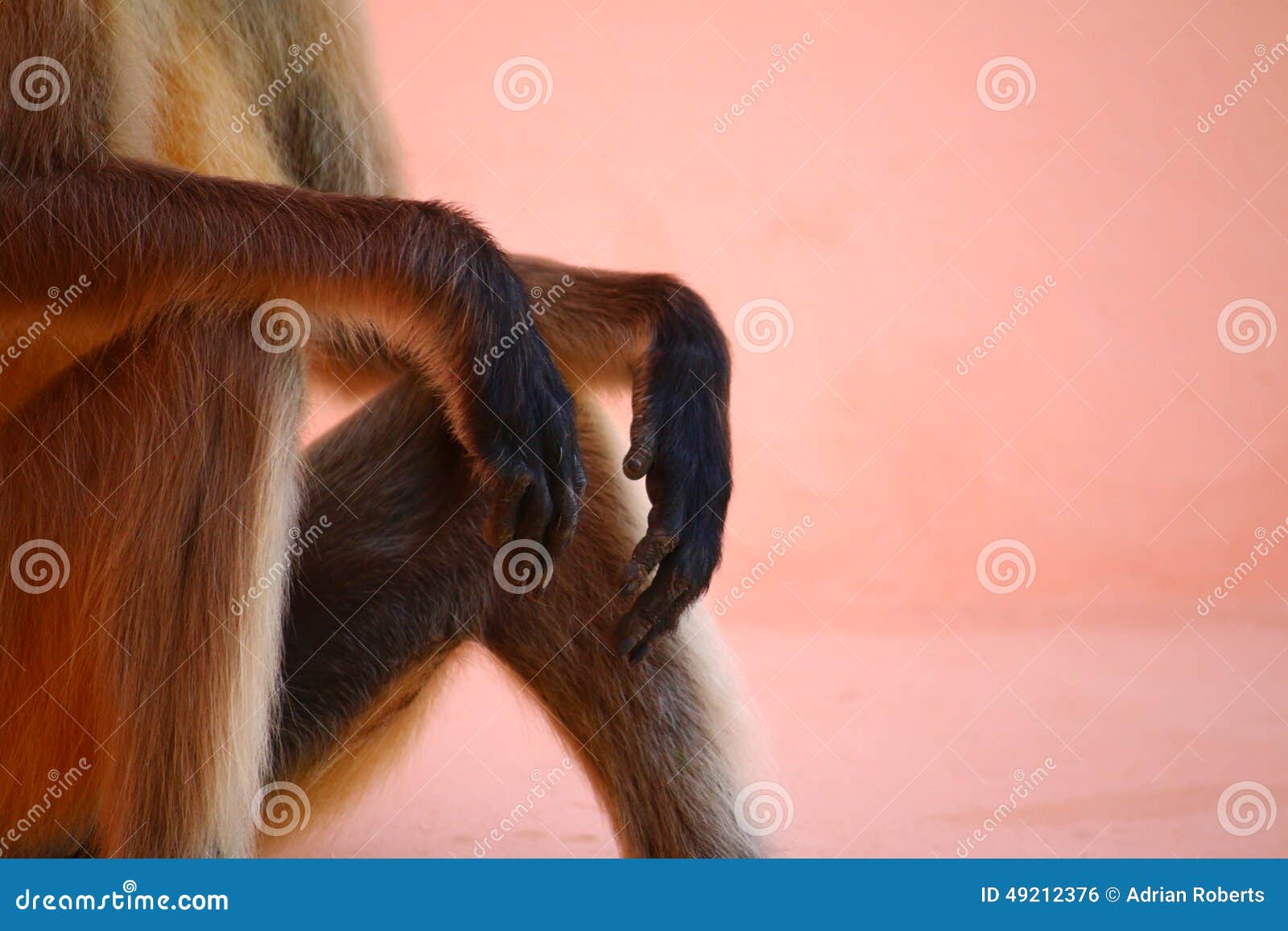 Entellus Shown Stock Photos - Free & Royalty-Free Stock Photos from ...