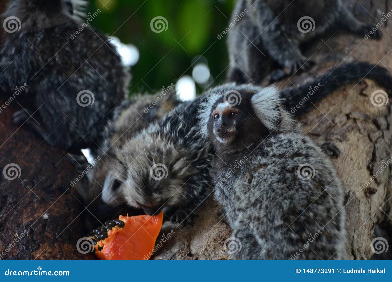 Monkeys Having a Breakfast. Scientific Name:Callithrix Stock Image - Image of jungle, concept ...