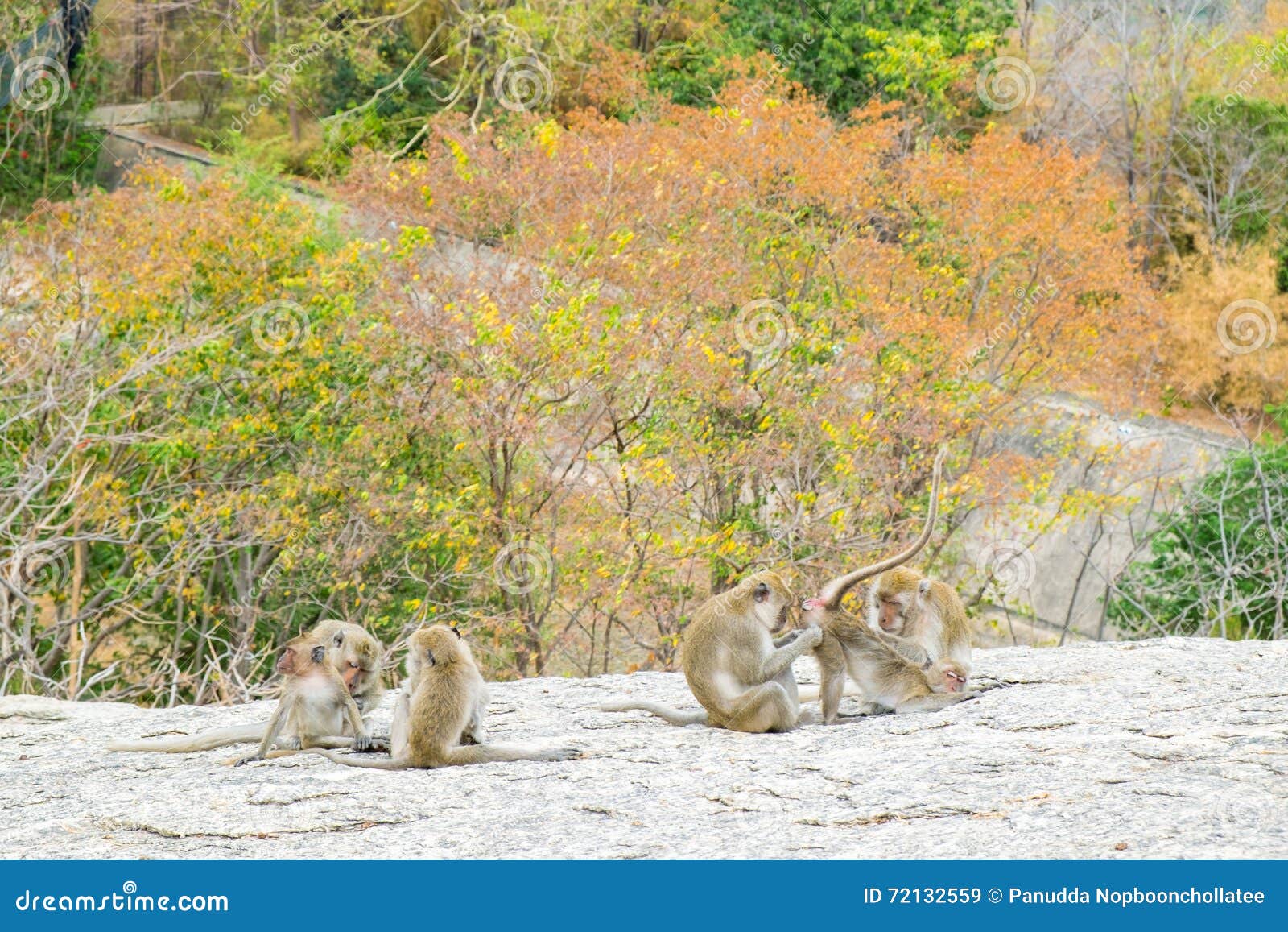 Monkeys are Having Fun on Their Activities Stock Image - Image of asia ...