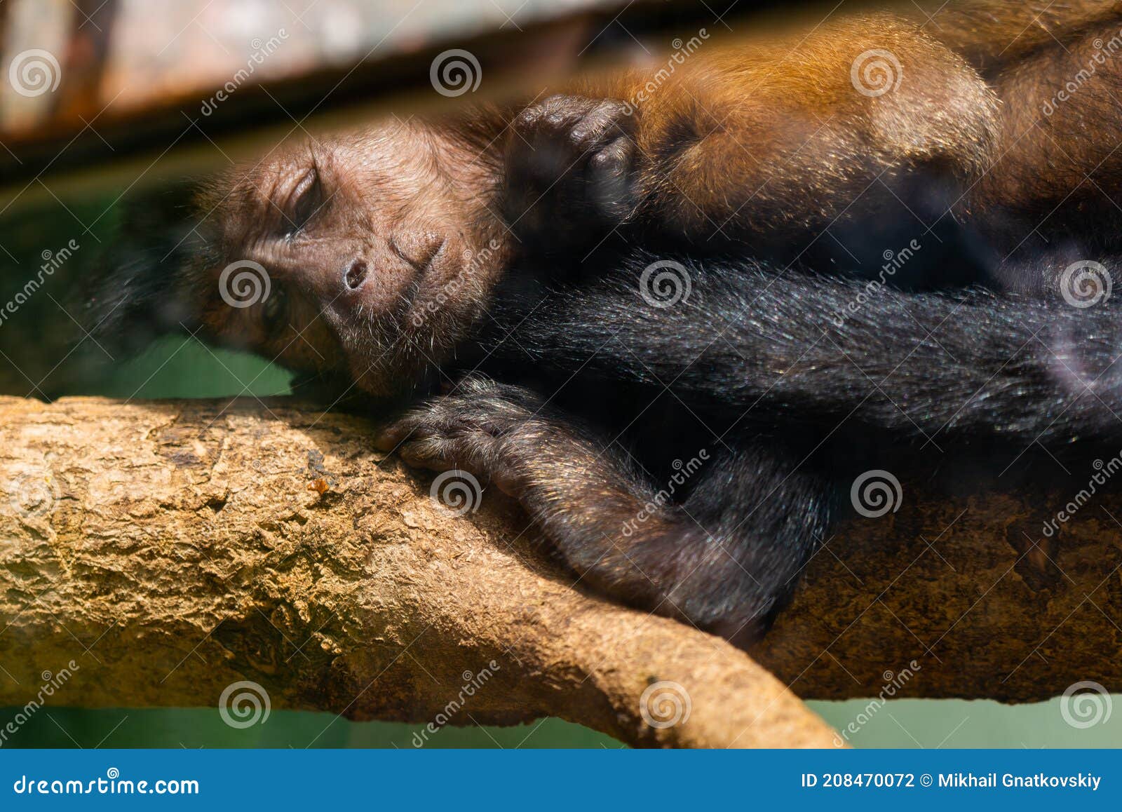 Monkeys Having a Little Nap after Lunch Stock Photo - Image of monkey ...