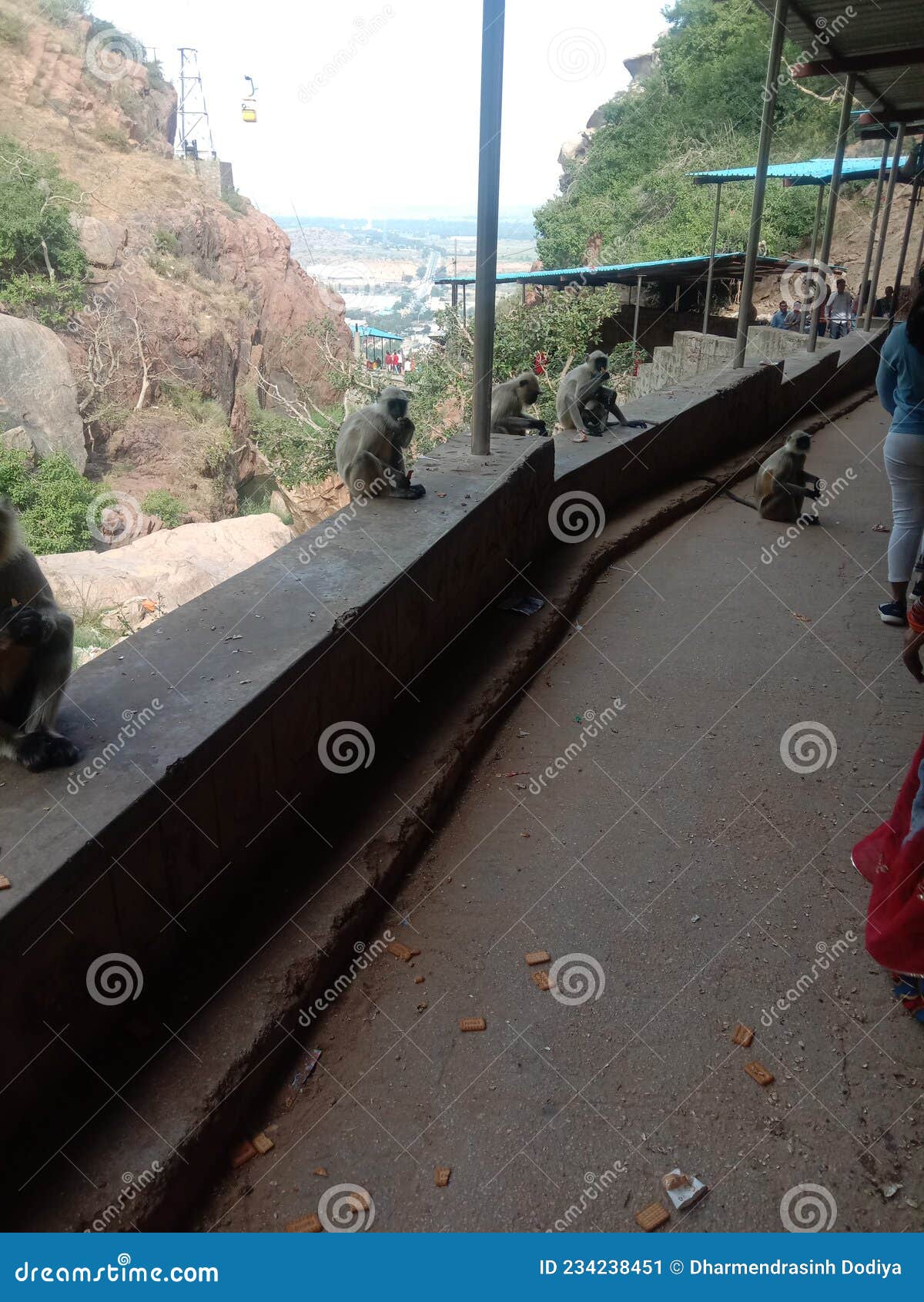 Monkeys, Hills, Tree , Shyd Editorial Photo - Image of shyd, tree ...