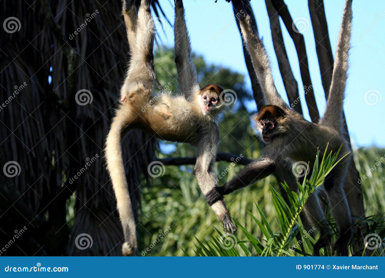 Monkeys holding each other stock photo. Image of tree, holding - 901774