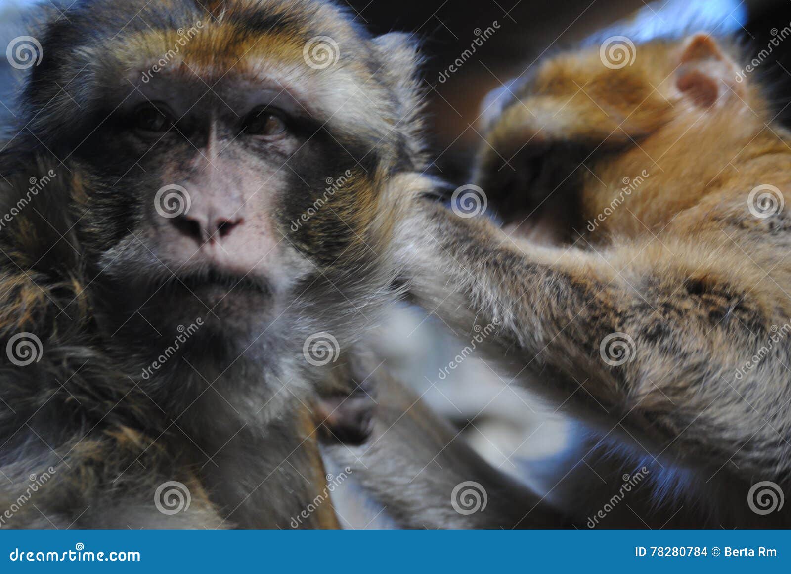 Monkeys stock photo. Image of animal, mammal, portrait - 78280784