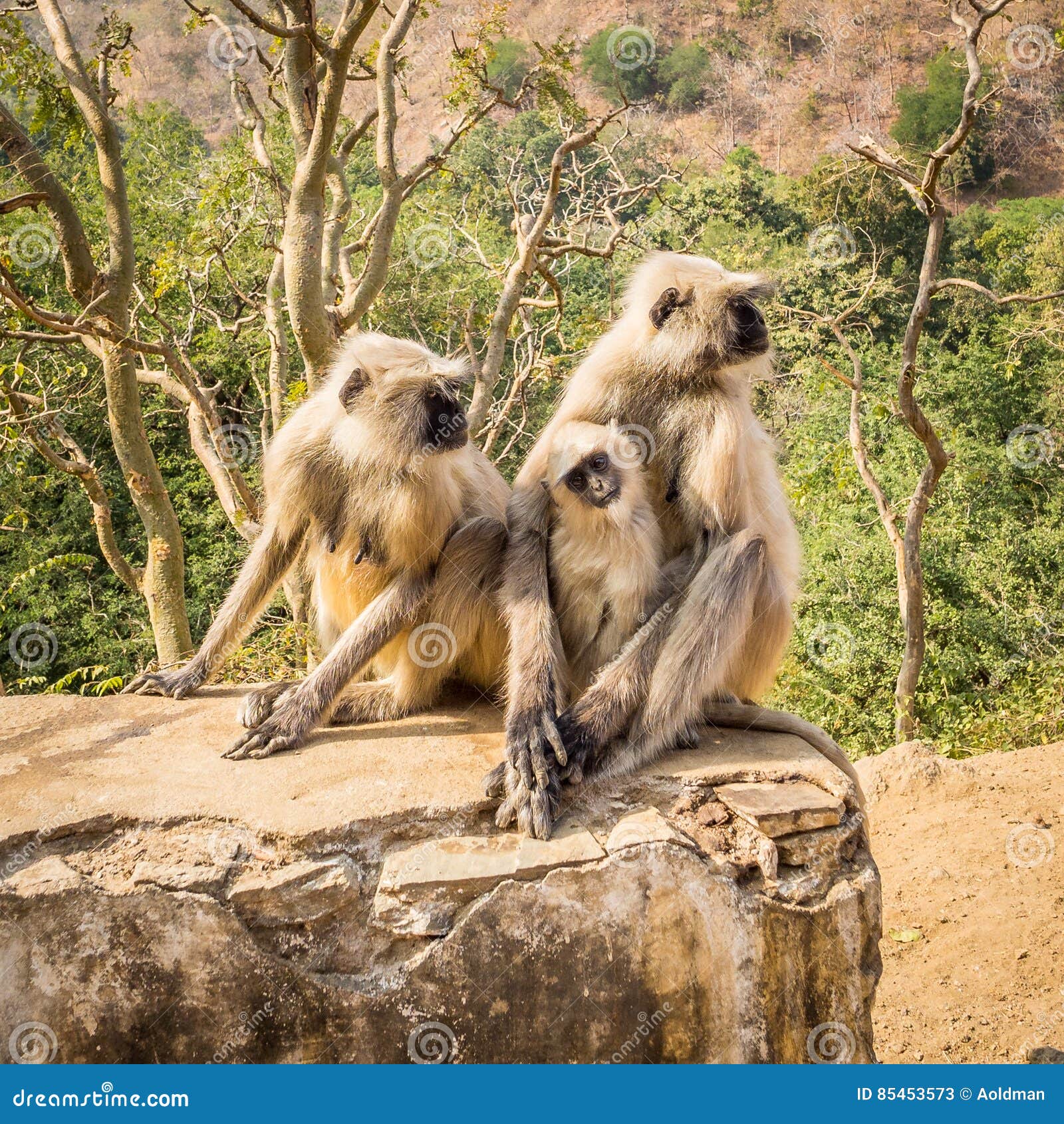 Monkeys in India stock image. Image of care, langur, indian - 85453573