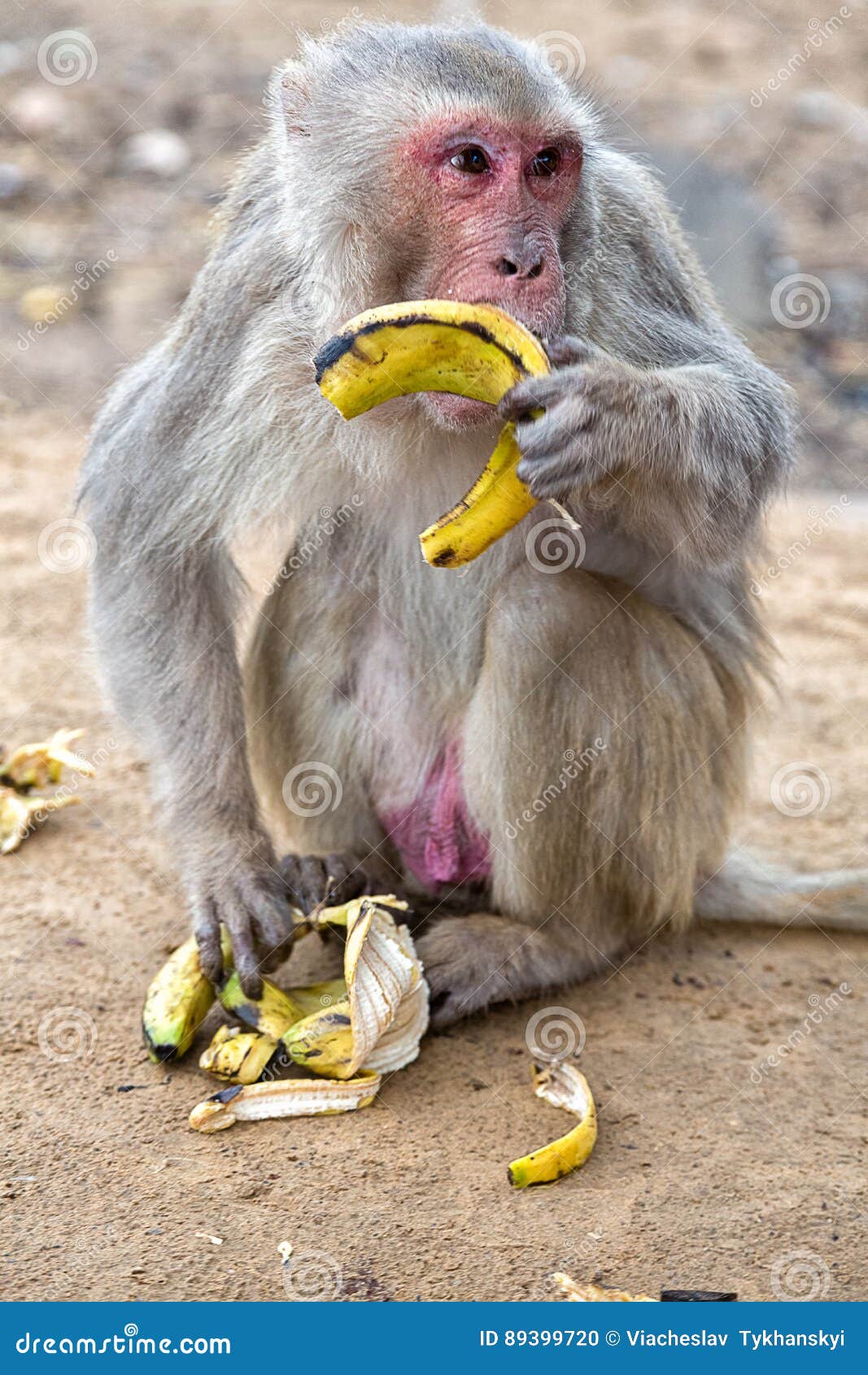 Monkeys in Indian Town stock photo. Image of face, habitat - 89399720