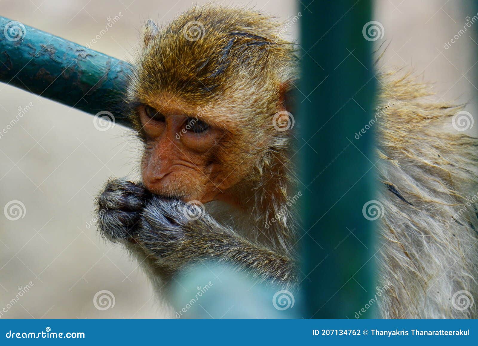Monkeys that Live in a Community of People. Stock Photo - Image of ...