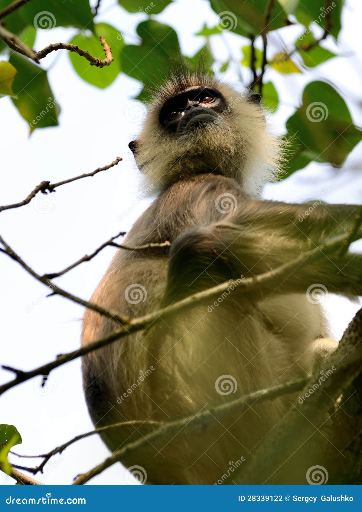 Monkeys in the Living Nature Stock Photo - Image of small, primate ...