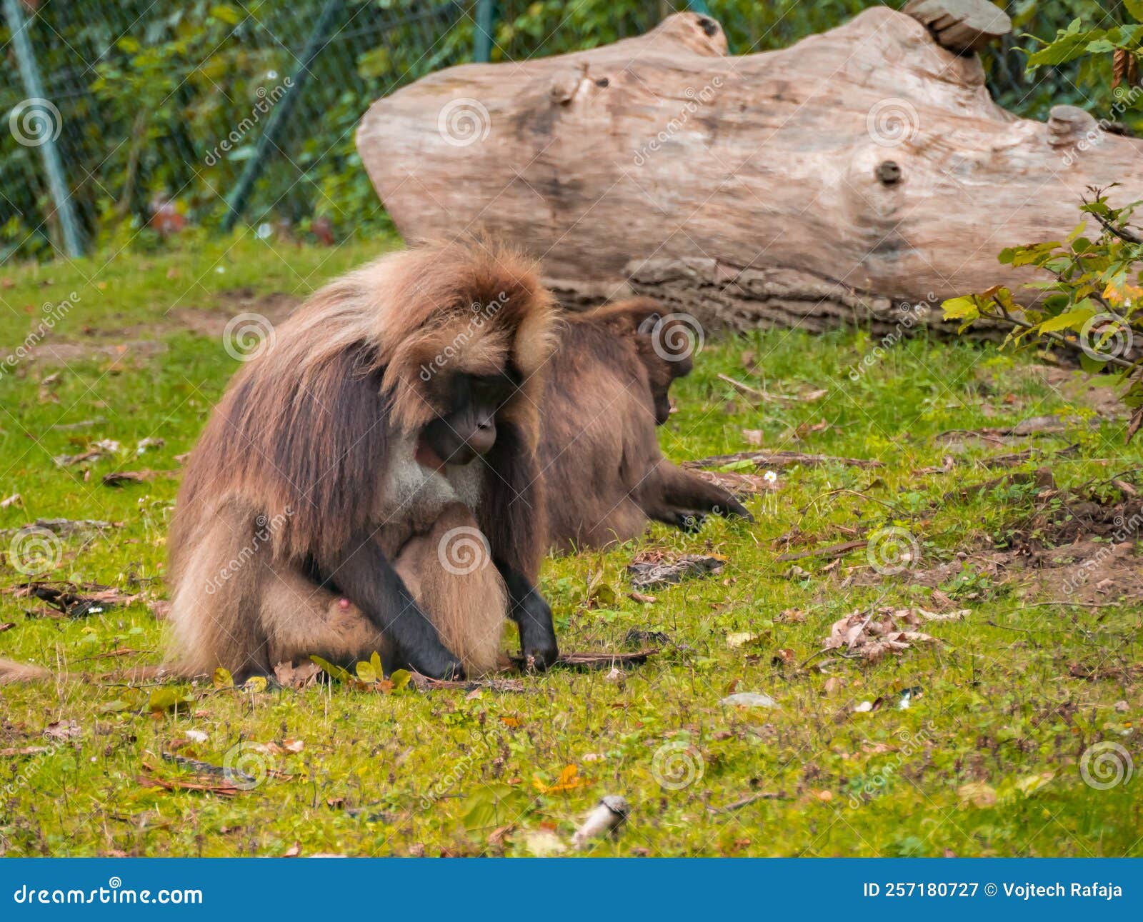 Monkeys Look for Food in the Grass at the Zoo Stock Image - Image of ...