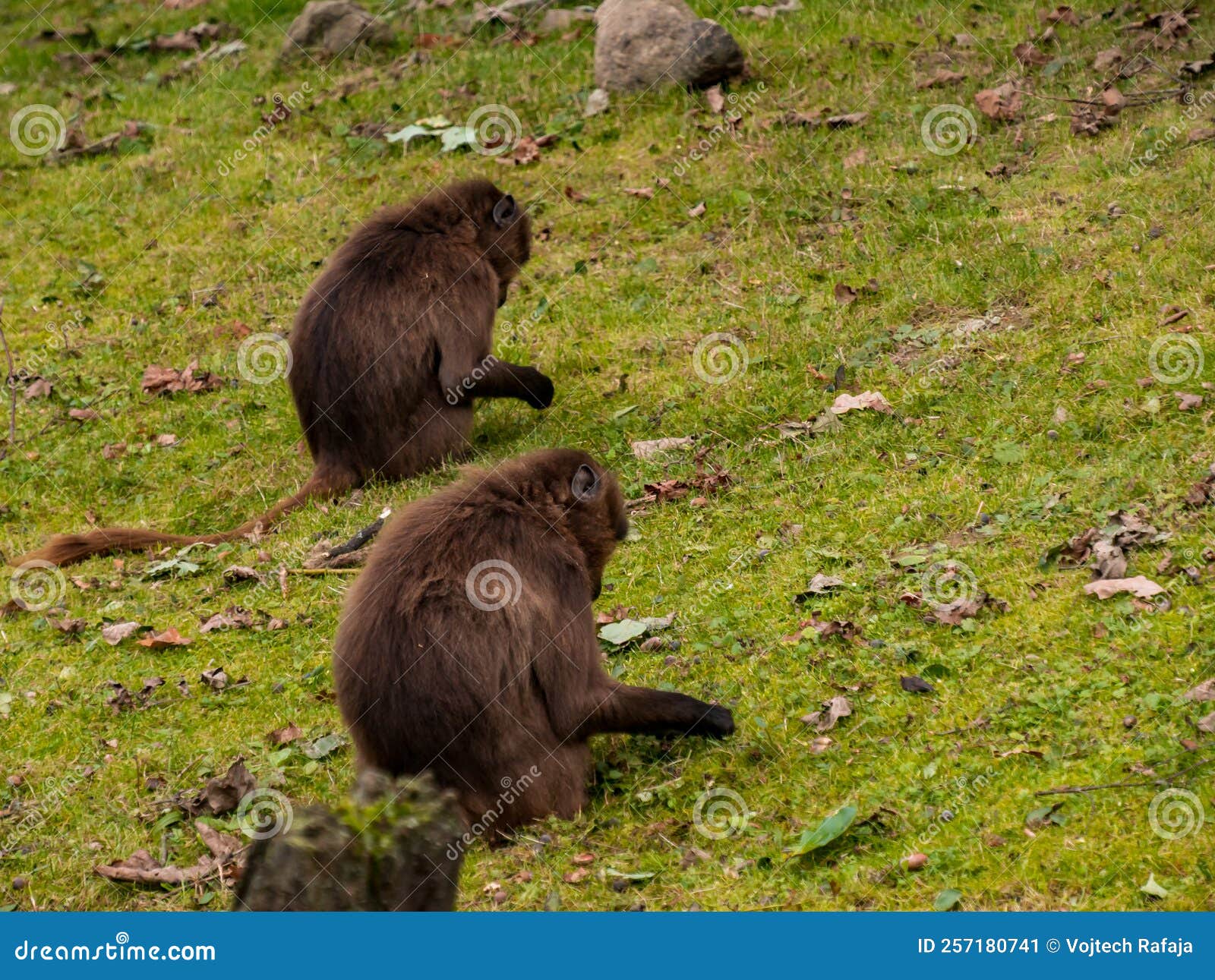 Monkeys Look for Food in the Grass at the Zoo Stock Image - Image of ...