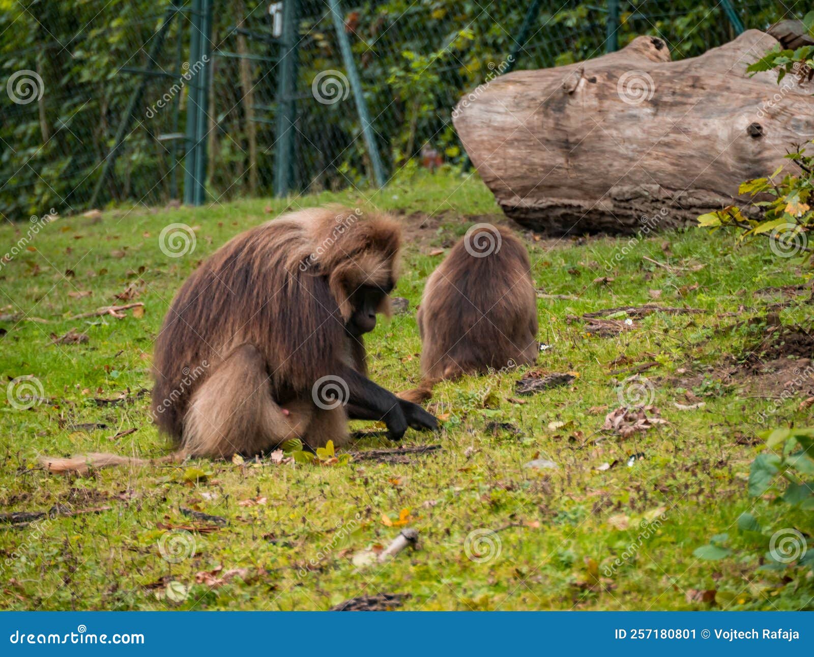 Monkeys Look for Food in the Grass at the Zoo Stock Image - Image of ...