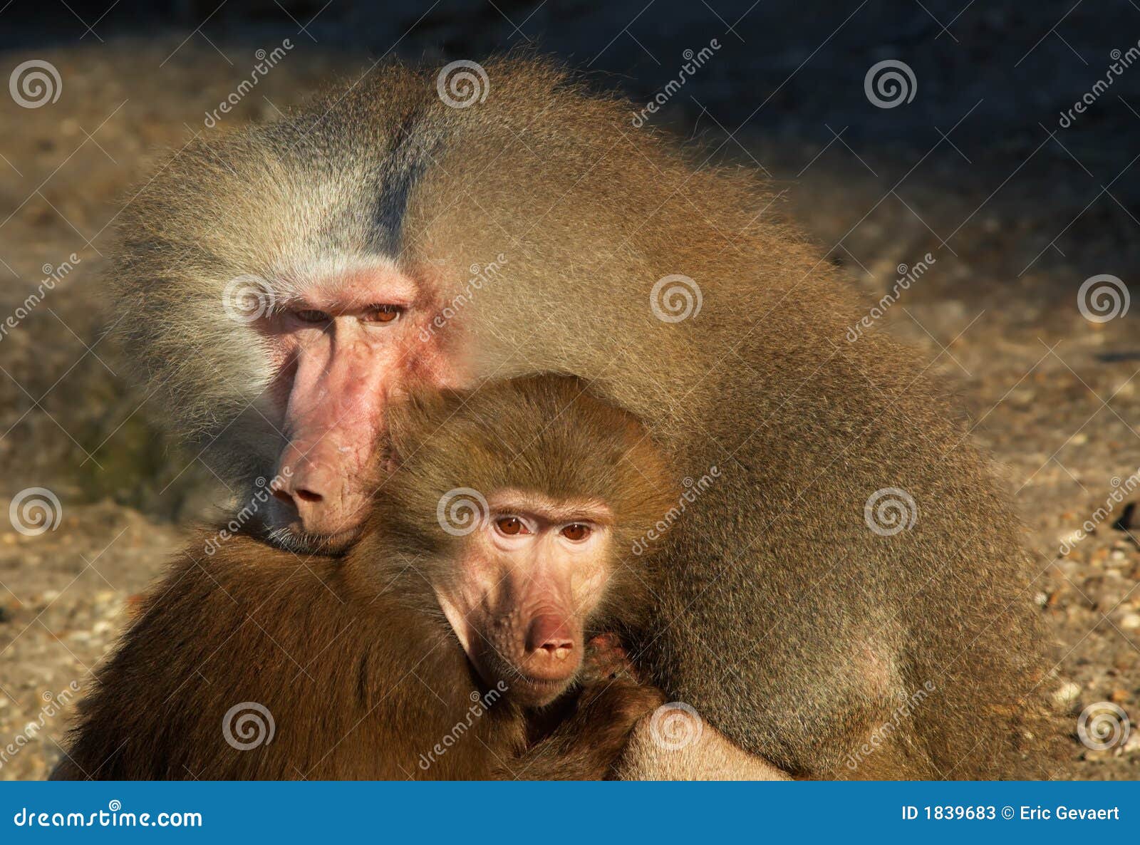 Monkeys in love stock image. Image of animals, mammals - 1839683