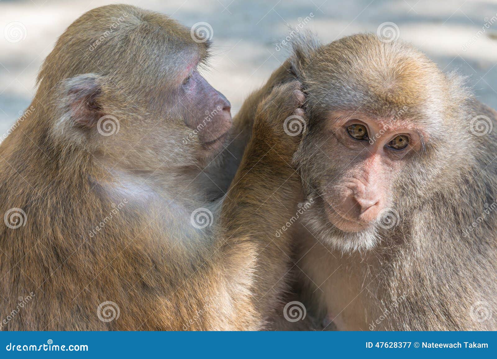 Monkeys Of Love Stock Photo - Image: 47628377