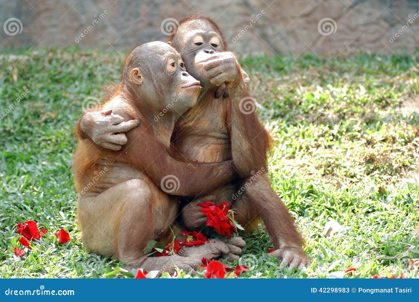 Monkeys in love stock image. Image of chimpanzee, romantic - 42298983