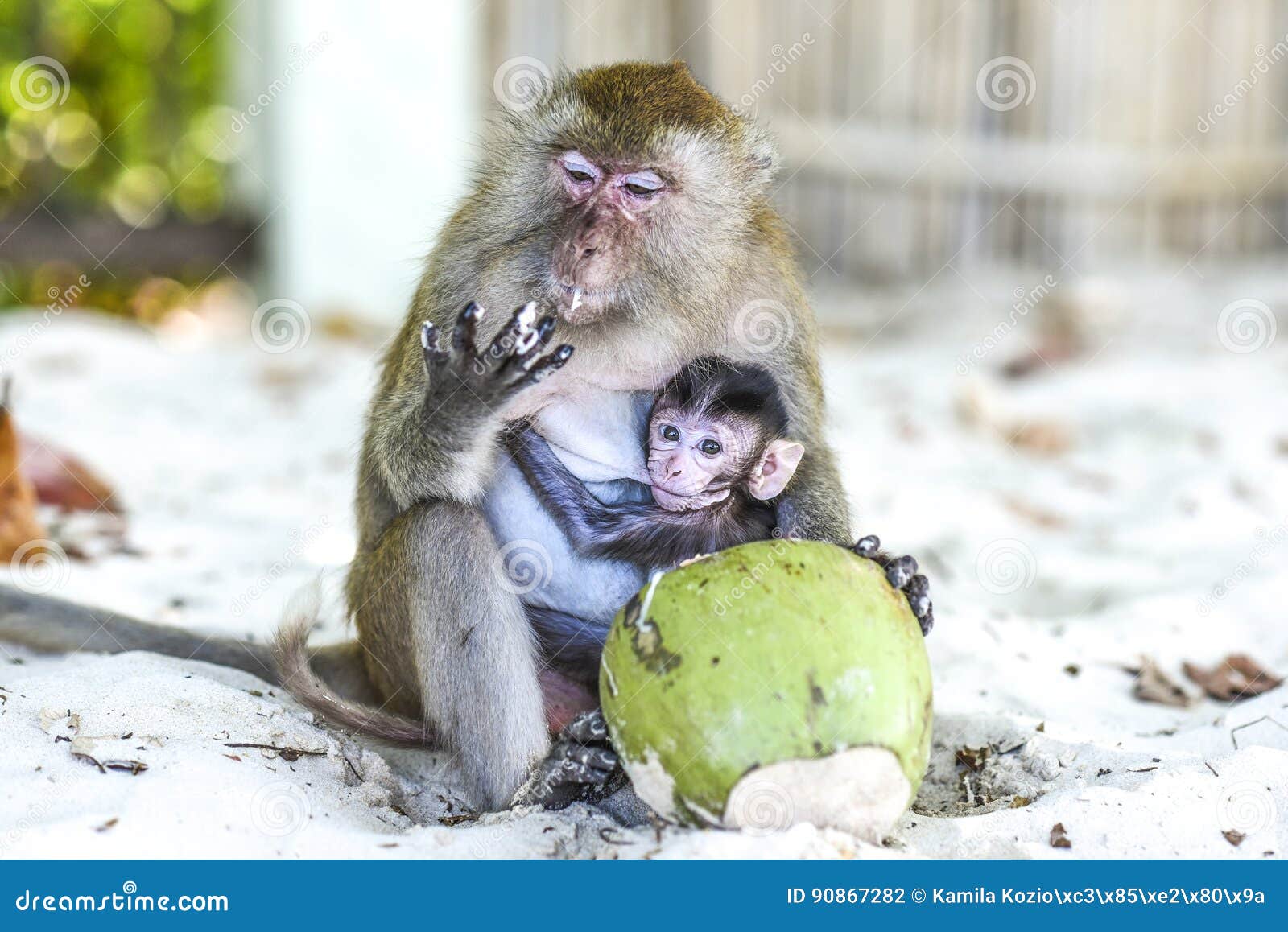 Monkeys Mama and Baby Eating on a a Beach Thailand. Stock Photo - Image ...