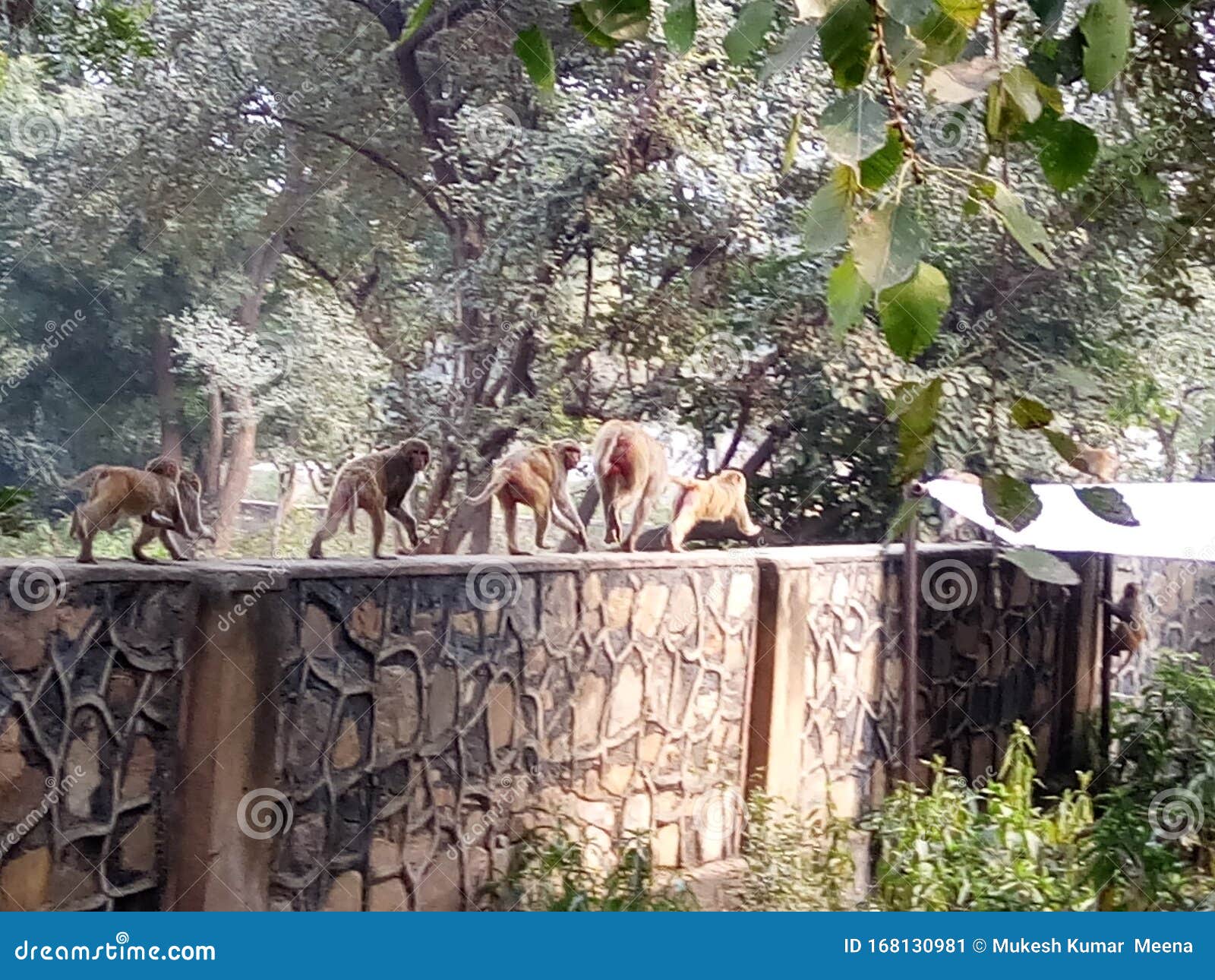 Monkeys Marathon Competition . Stock Image - Image of wall, competition ...