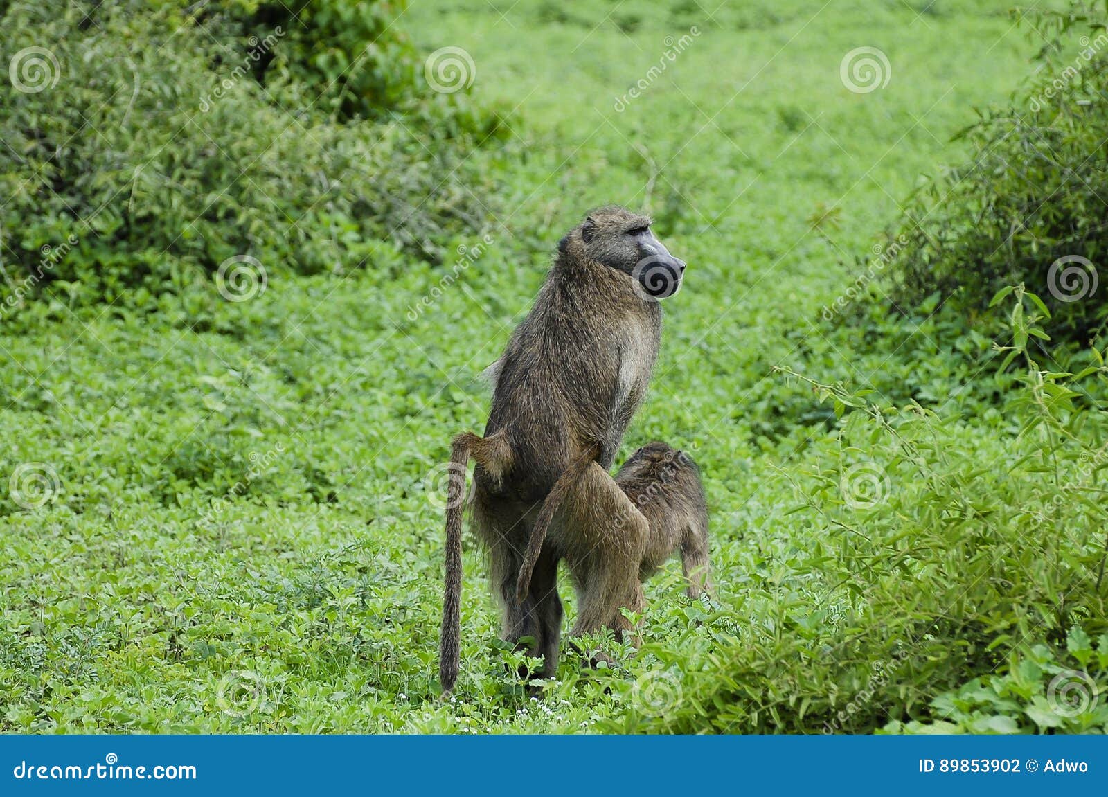 Monkeys Mating - Chobe National Park - Botswana Stock Photo - Image of ...