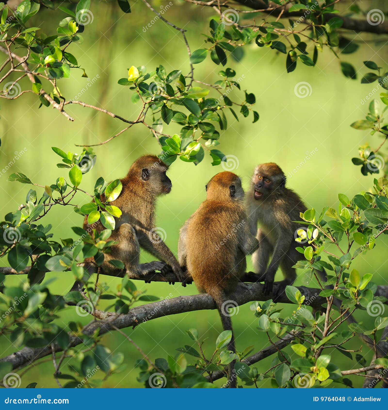 Monkeys meeting stock photo. Image of nature, wildlife - 9764048