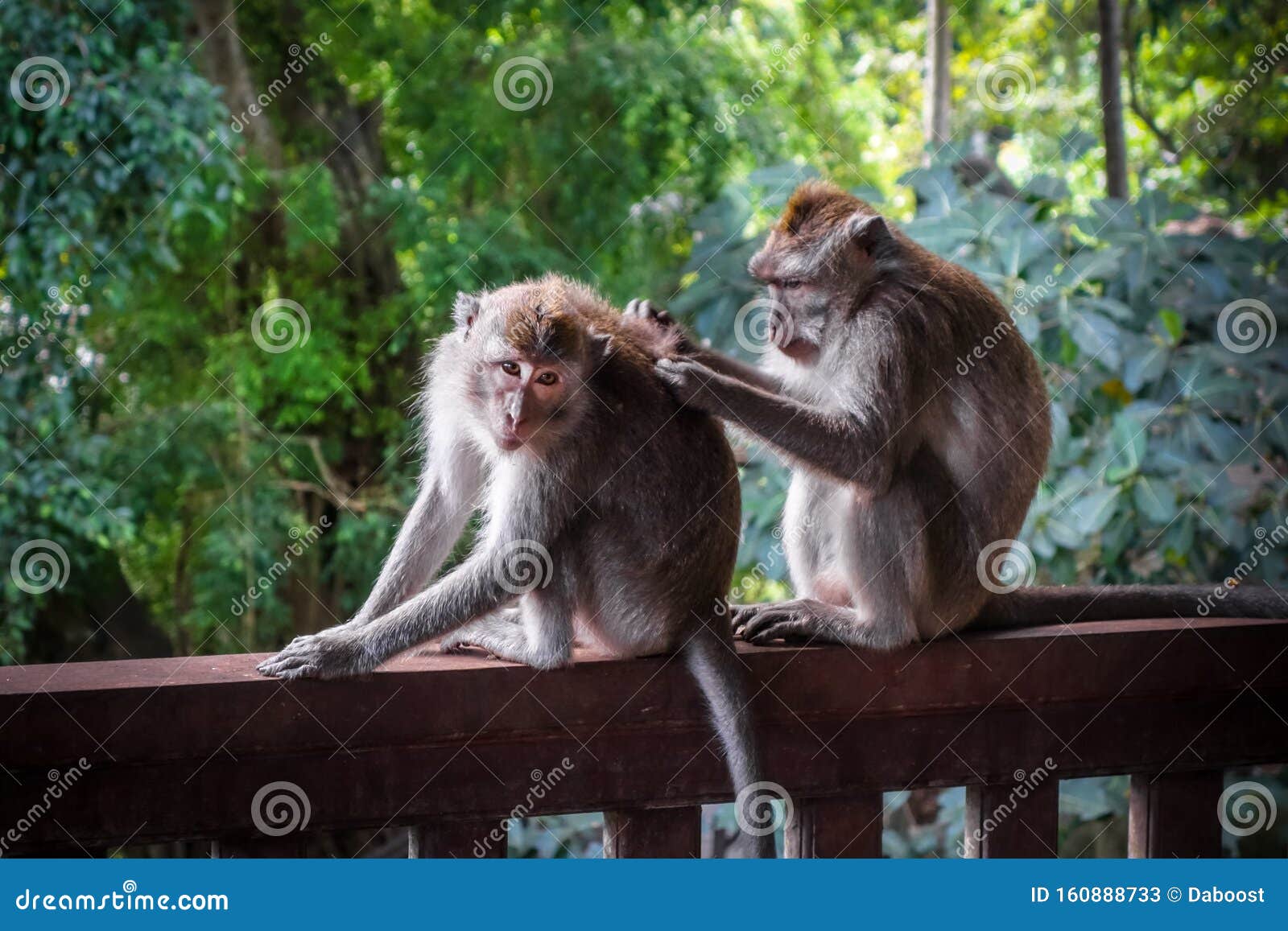 Monkeys in the Monkey Forest, Ubud, Bali, Indonesia Stock Image - Image ...