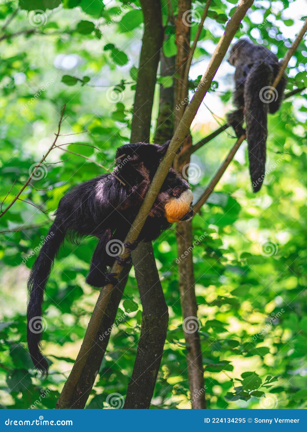 Monkeys at the Monkey Park De Apenheul Stock Image - Image of apenheul ...