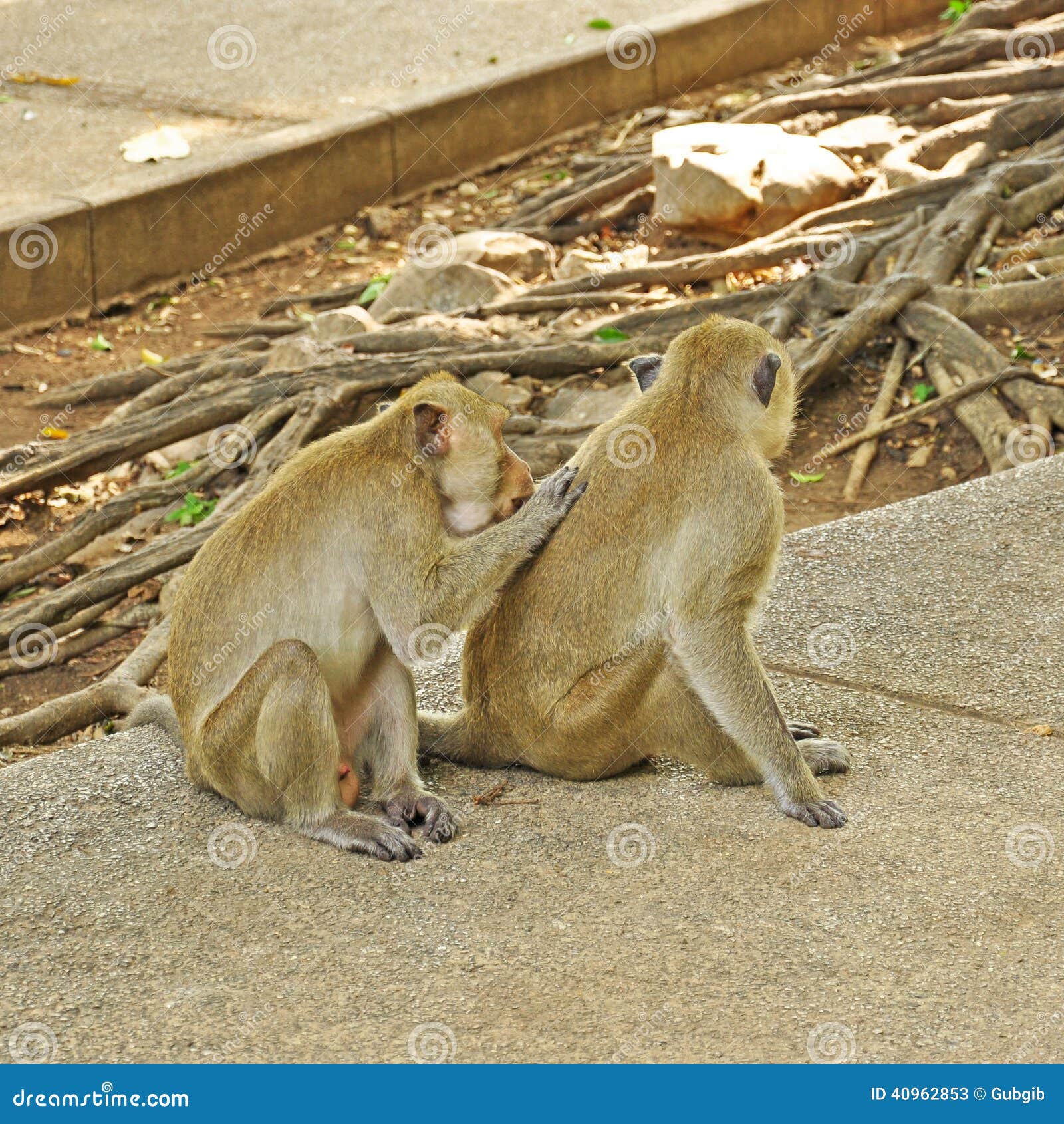 Monkeys stock image. Image of animal, young, monkeys - 40962853