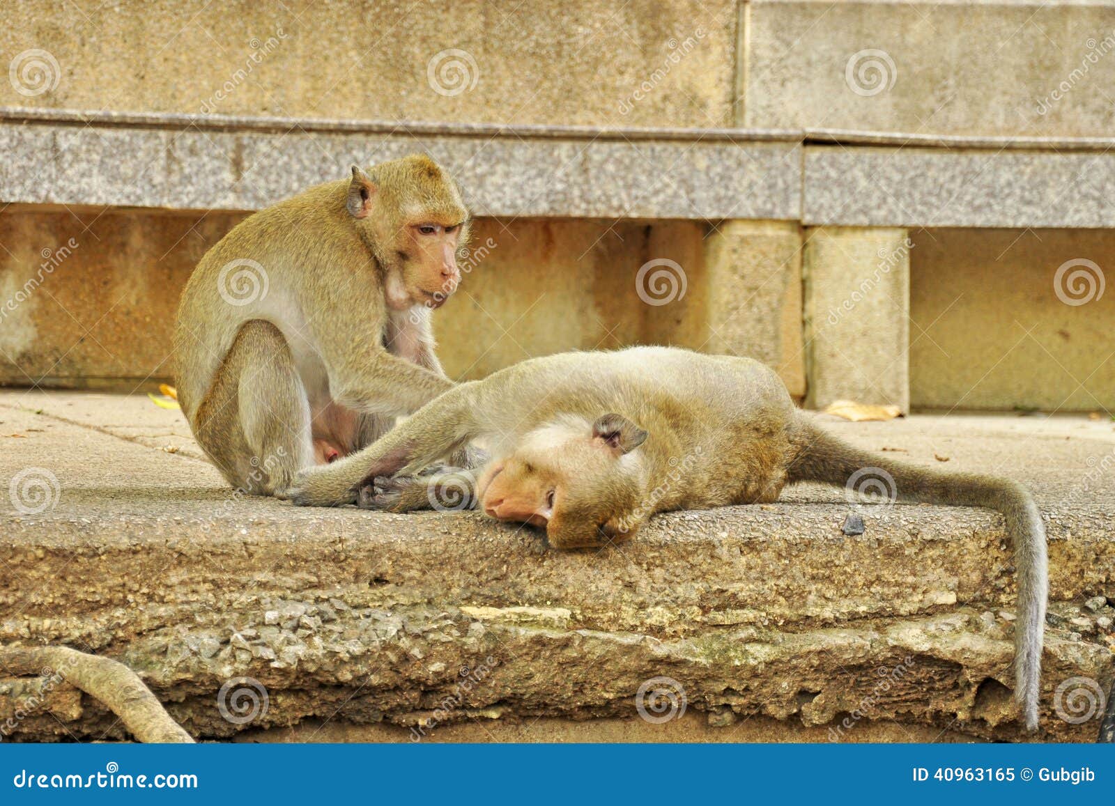 Monkeys stock image. Image of searching, wild, intelligence - 40963165