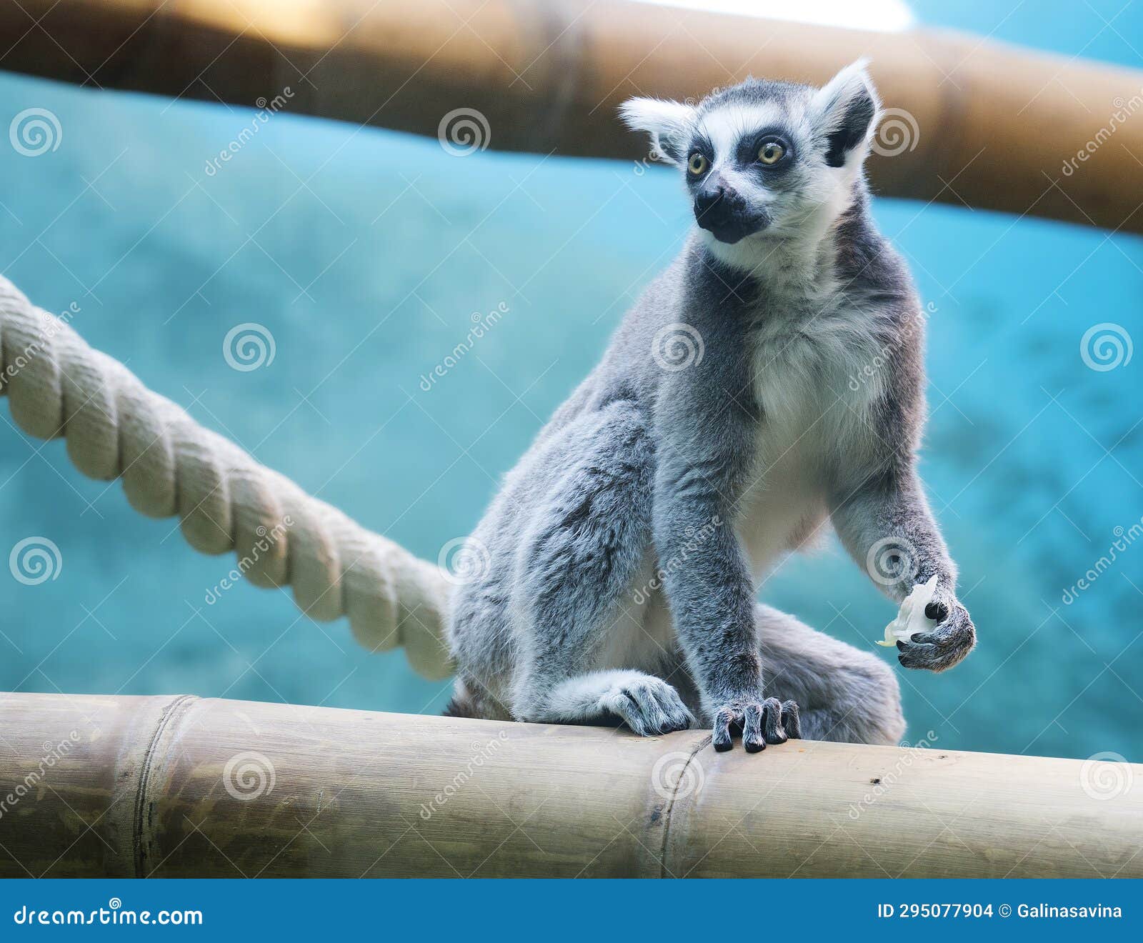 Lemur monkey. stock photo. Image of long, gray, beige - 295077904