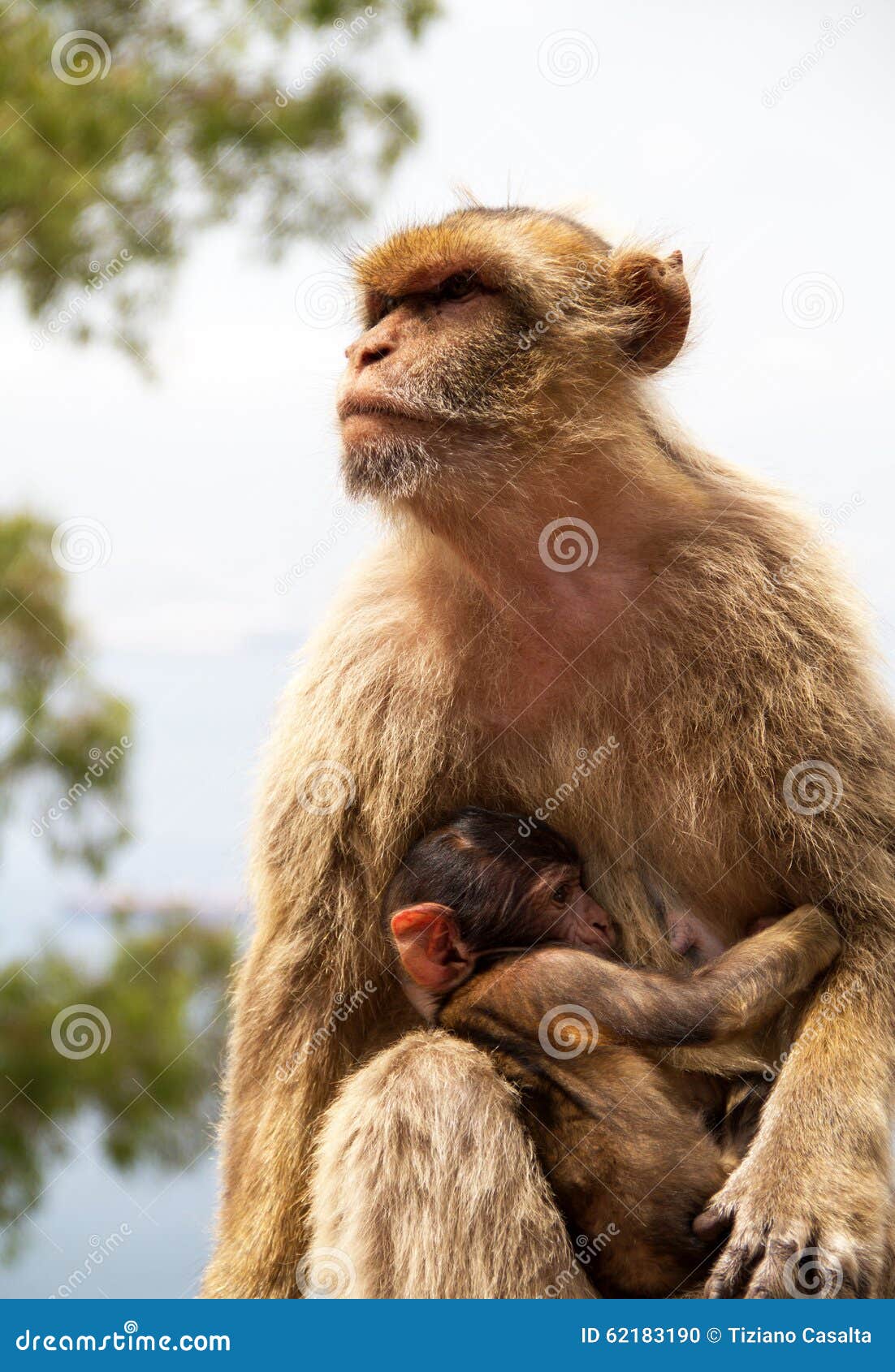 Monkeys stock photo. Image of monkey, simian, face, pose - 62183190
