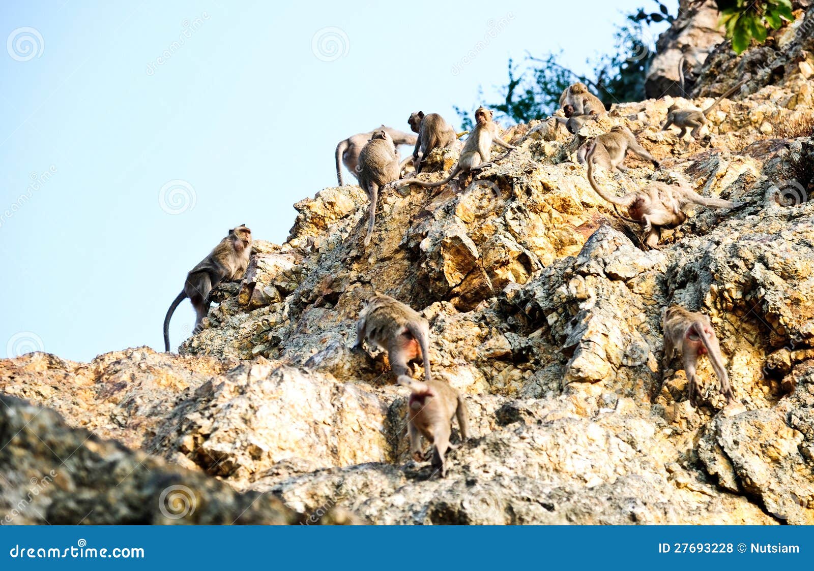 Monkeys in the mountains stock photo. Image of infant - 27693228