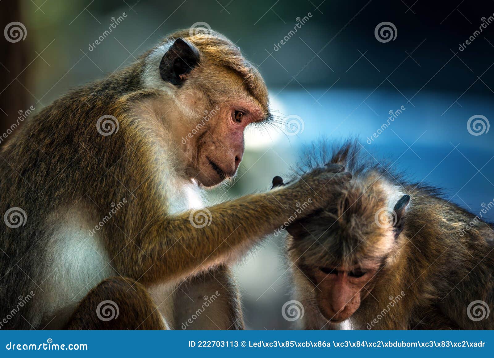 Monkeys in normal work stock image. Image of animal - 222703113