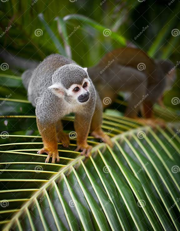 Monkeys on palm tree stock photo. Image of wild, monkey - 45119348