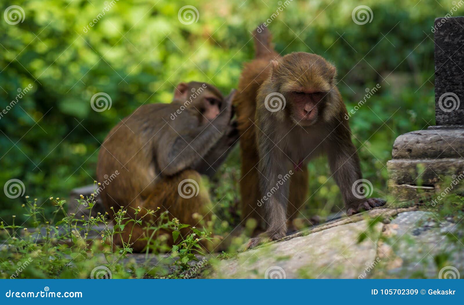 Monkeys in Pashupatinath Temple Stock Image - Image of bhupatindra ...