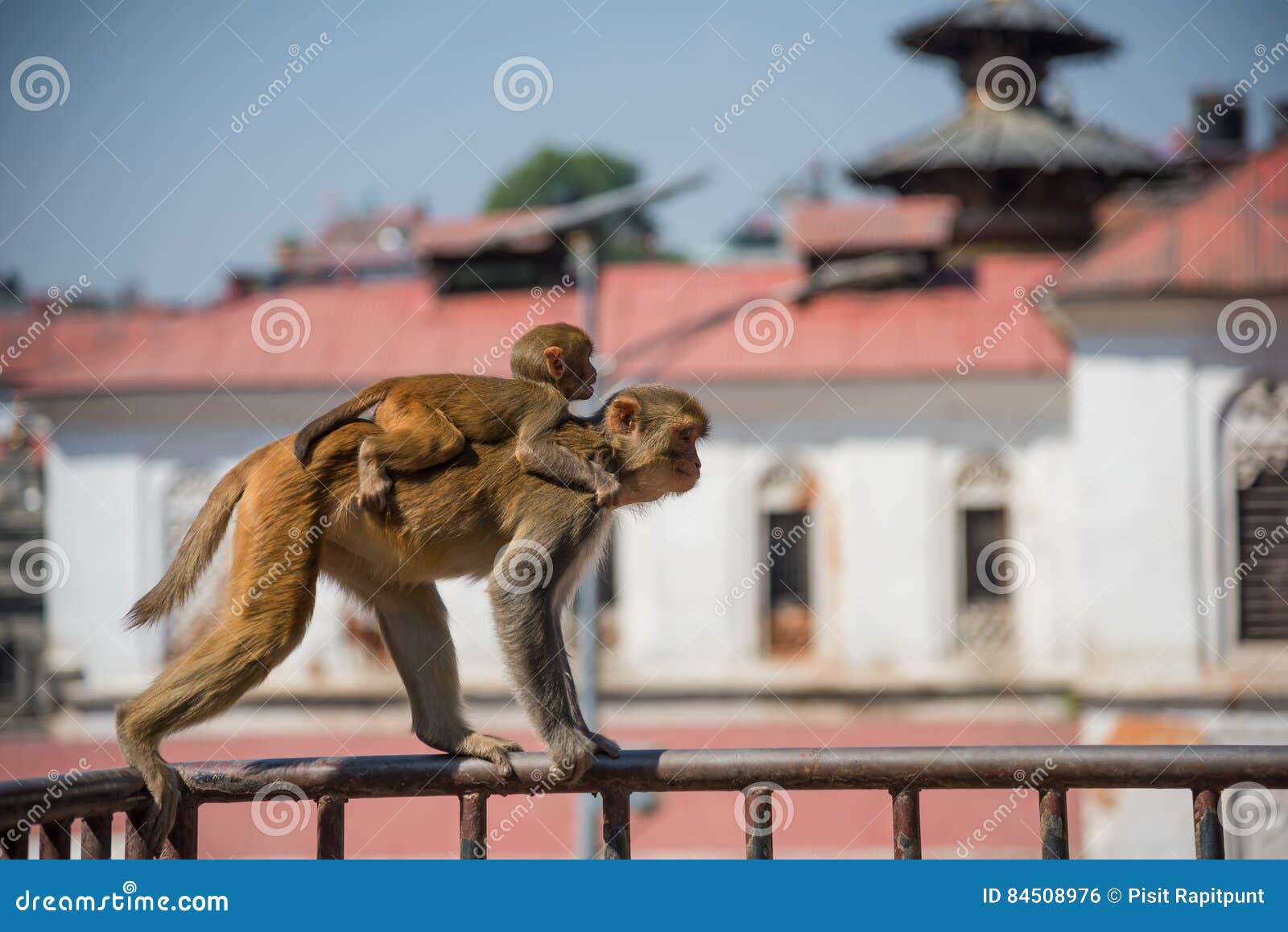 Monkeys in Pashupatinath Temple ,Kathmandu, Nepal. Stock Photo - Image of famous, sacred: 84508976