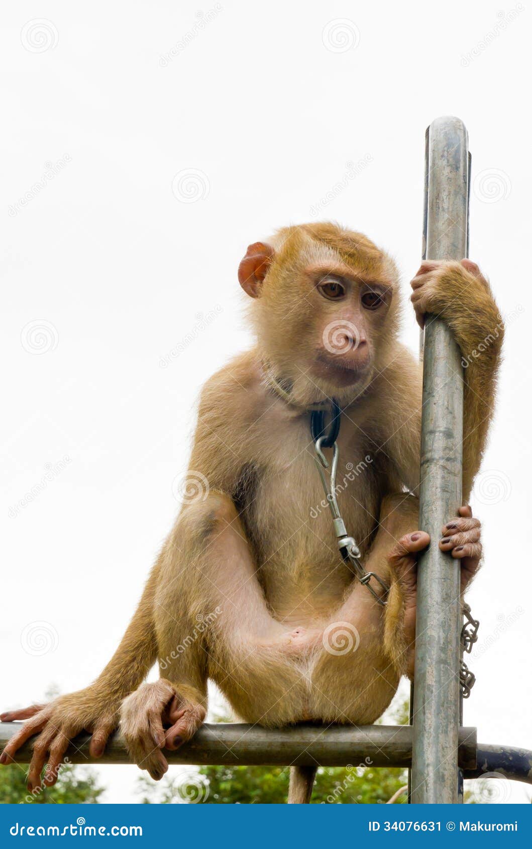 Monkeys pick coconuts stock image. Image of fruit, coconut - 34076631