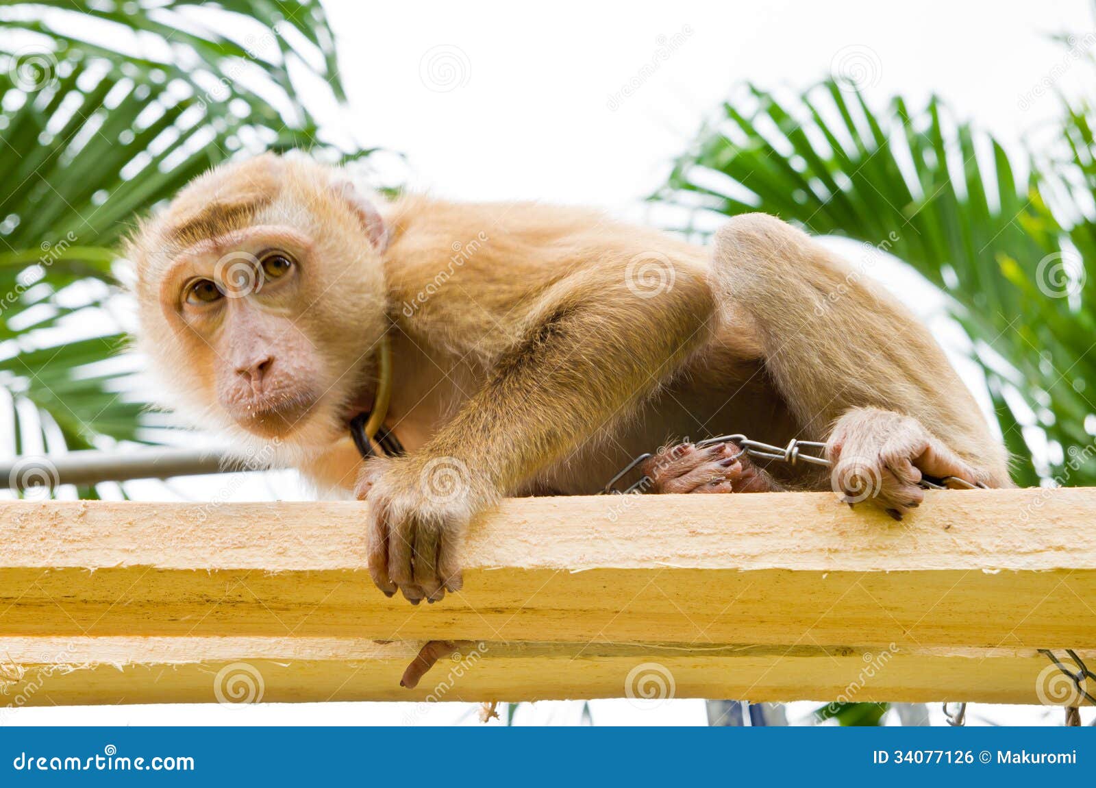 Monkeys pick coconuts stock photo. Image of pick, action - 34077126