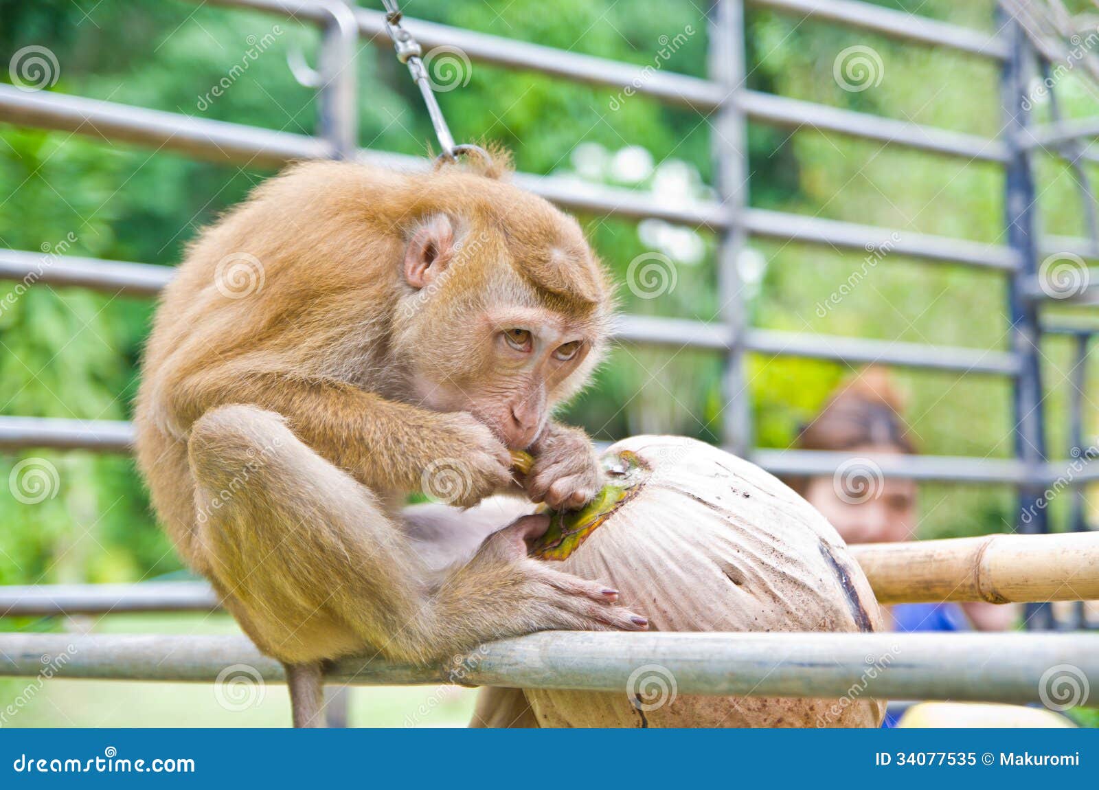 Monkeys pick coconuts stock image. Image of animal, relax - 34077535