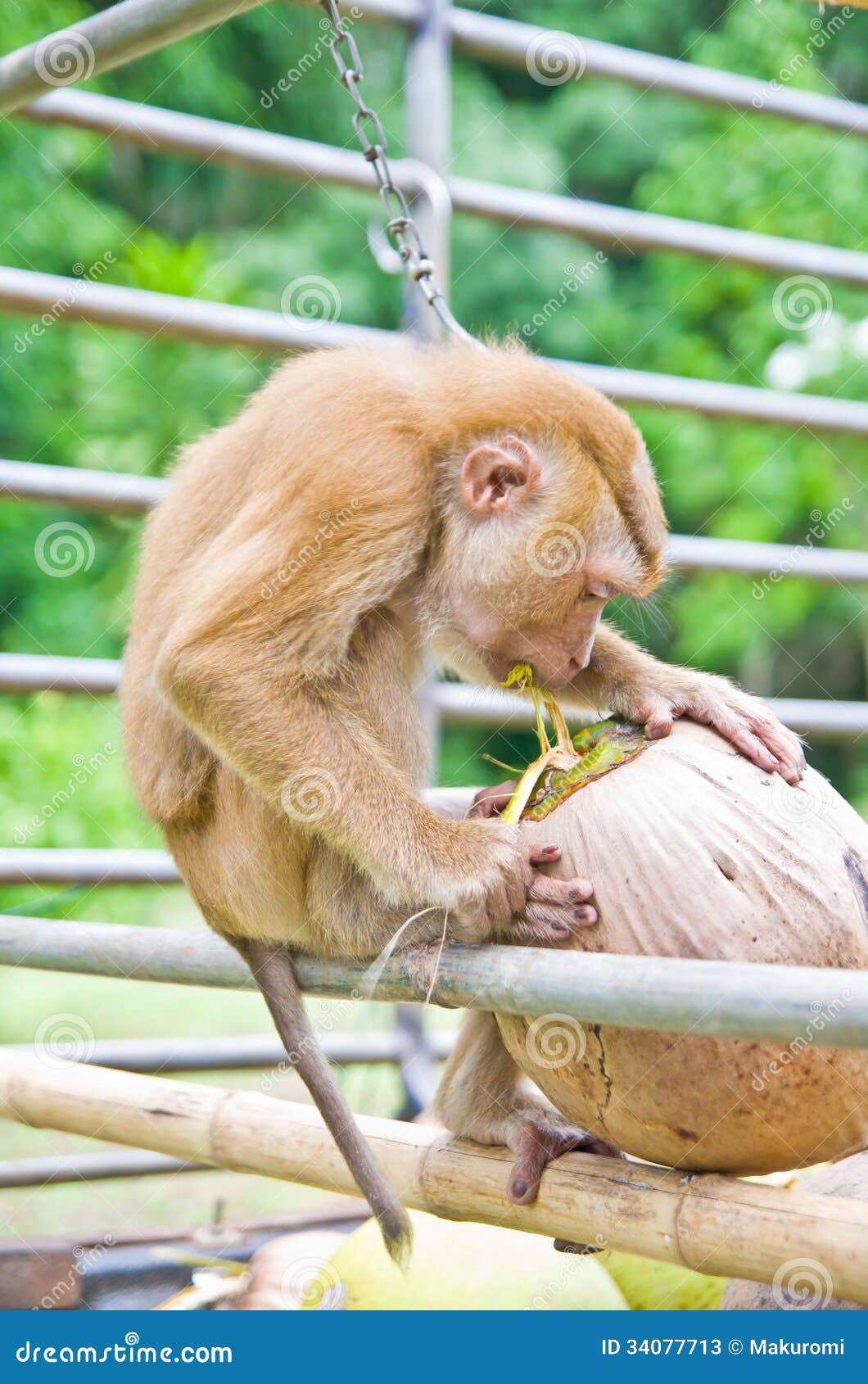 Monkeys pick coconuts stock image. Image of monkey, hold - 34077713