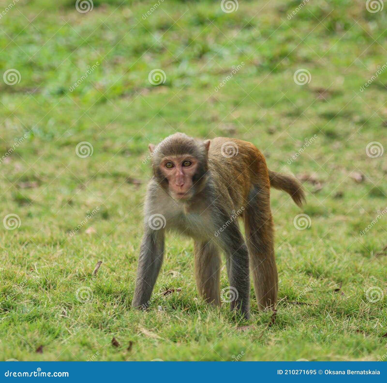 Monkeys Play on Green Grass Stock Image - Image of game, wild: 210271695
