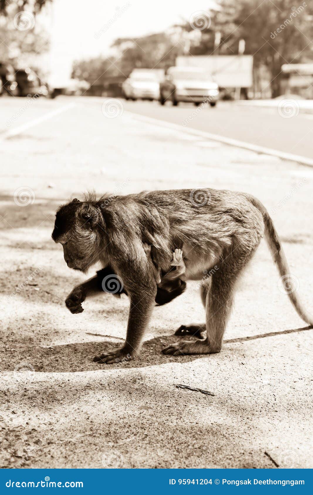 Monkeys Play and Looking Around. Stock Photo - Image of long, baby ...