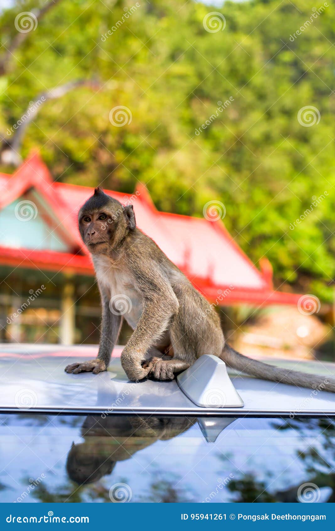Monkeys Play and Looking Around. Stock Image - Image of macaque, face ...