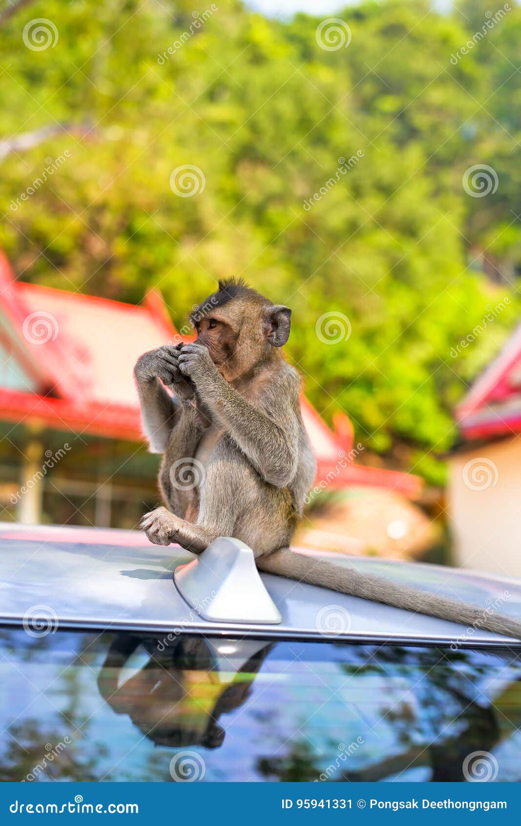 Monkeys Play and Looking Around. Stock Image - Image of intelligent ...