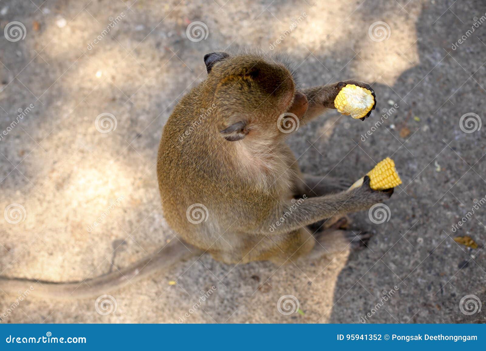 Monkeys Play and Looking Around. Stock Photo - Image of long, macaque ...