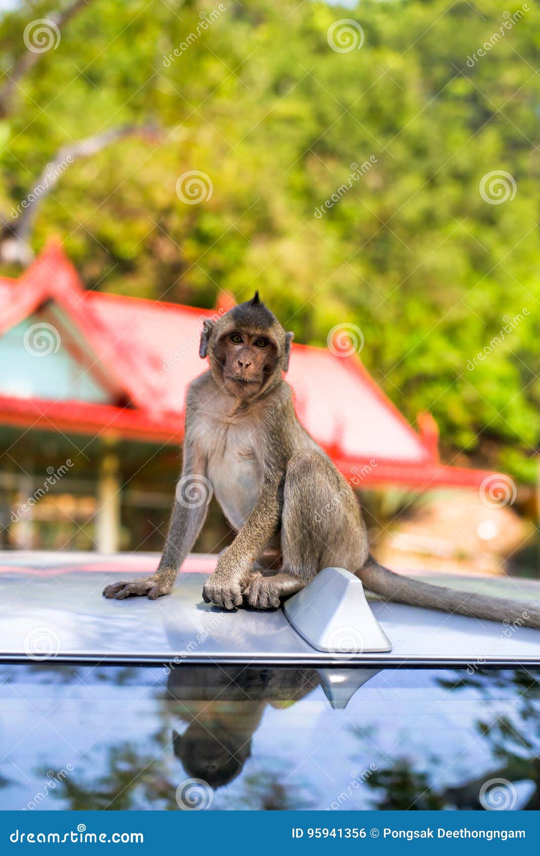 Monkeys Play and Looking Around. Stock Photo - Image of macaque, brown ...